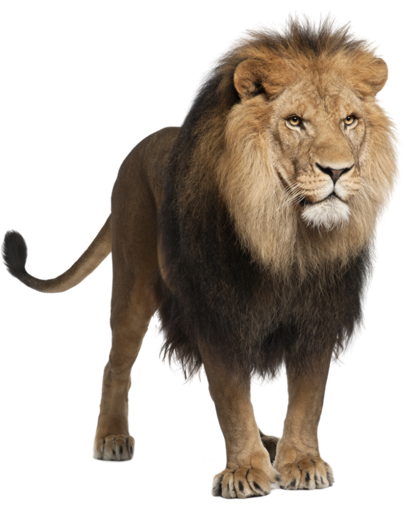 Psychological Web Design – Central vs. Peripheral Vision - AOR